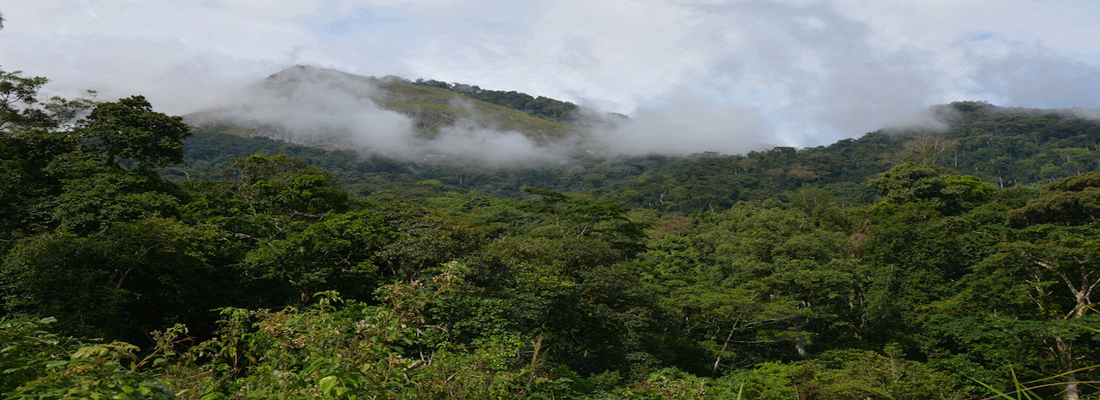 Eastern Arc Mountains Conservation Endowment Fund - The EAMCEF